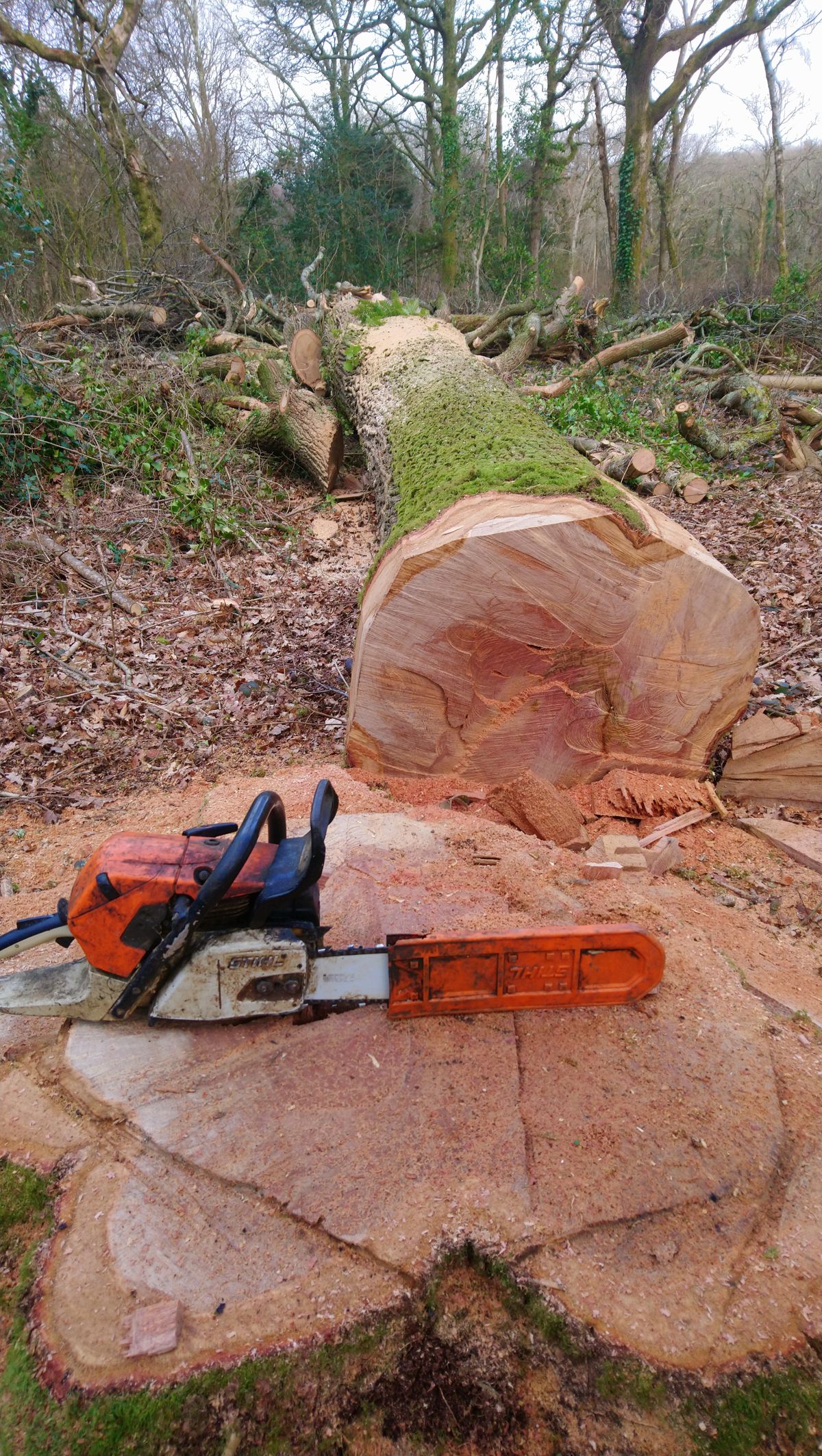 Tom Murphy Woodland Management Specialist on the Isle of Wight